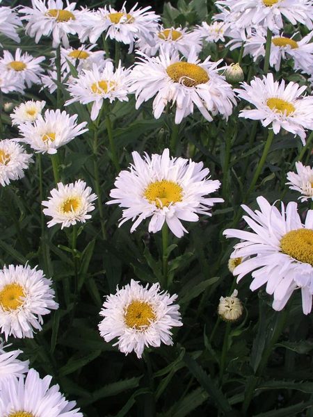 Product Viewer - Chrysanthemum Crazy-Daisy