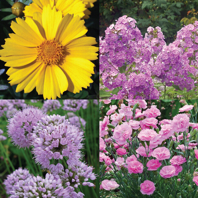 Deluxe Cutting Garden | Bluestone Perennials