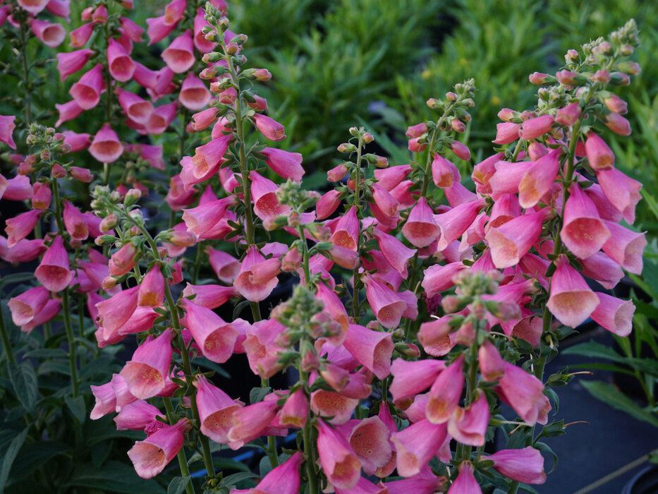 Digitalis Arctic Fox Rose | Bluestone Perennials