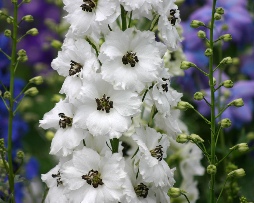 Delphinium Elatum Black Eyed Angels | Bluestone Perennials