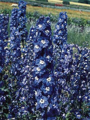 Delphinium Blue Bird | Bluestone Perennials