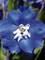 Delphinium Blue Bird -- Bluestone Perennials