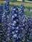 Delphinium Blue Bird -- Bluestone Perennials