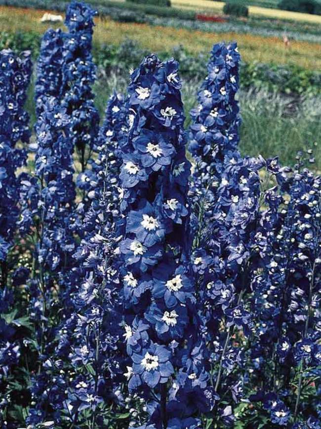 Delphinium Blue Bird | Bluestone Perennials