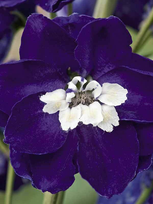 Delphinium Dark Blue White Bee | Bluestone Perennials