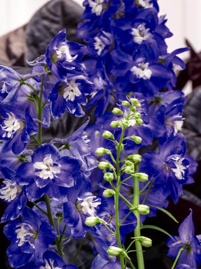 Delphinium Elatum Aurora Deep Purple | Bluestone Perennials