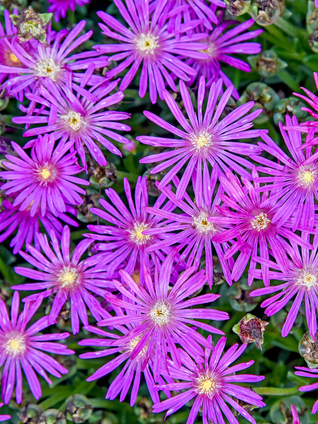 Delosperma Electric Slide | Bluestone Perennials