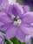 Product Viewer - DELPHINIUM CULTORUM LAVENDER