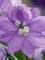 Delphinium Lavender -- Bluestone Perennials