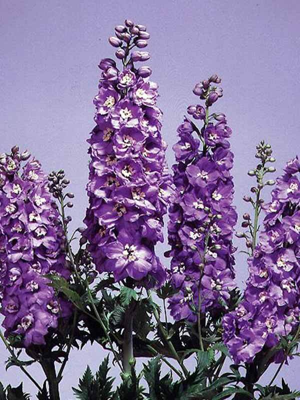 Delphinium Cultorum Lavender | Bluestone Perennials