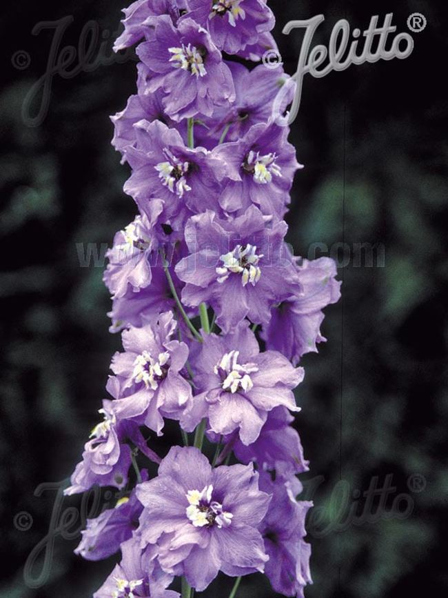 Delphinium Cultorum Lavender | Bluestone Perennials