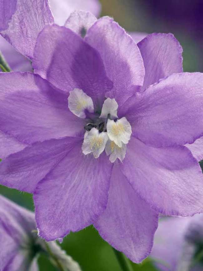 Delphinium Cultorum Lavender | Bluestone Perennials