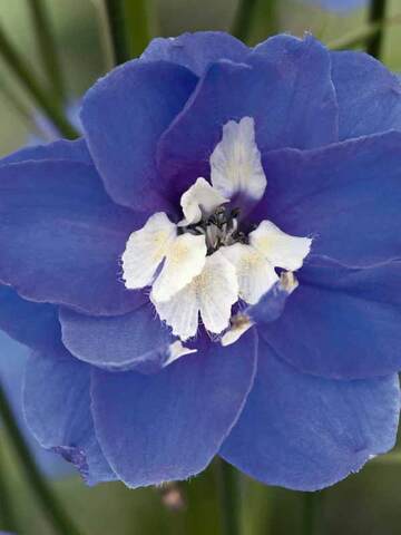Delphinium Mid Blue White Bee | Bluestone Perennials
