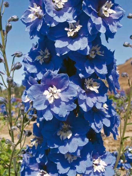 Product Viewer - Delphinium Mid Blue White Bee