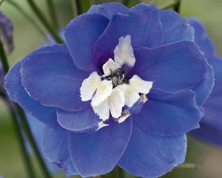 Product Viewer - Delphinium Mid Blue White Bee