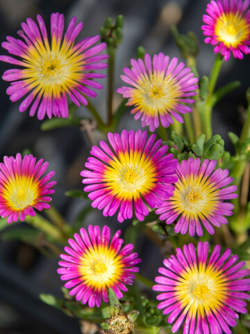Delosperma Hot Pink Wonder | Bluestone Perennials