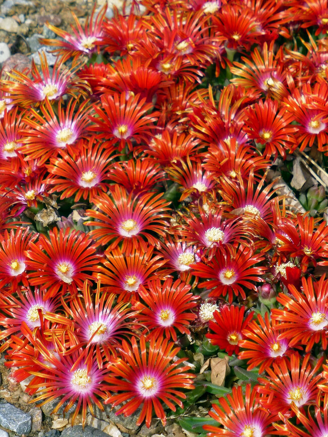 Delosperma Red Mountain Flame | Bluestone Perennials