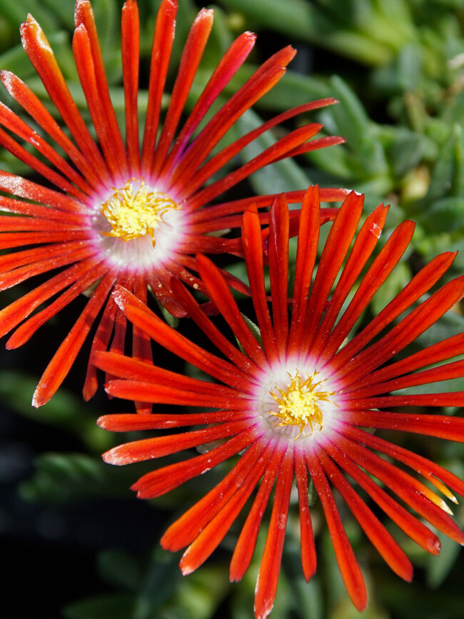 Delosperma Red Mountain Flame | Bluestone Perennials