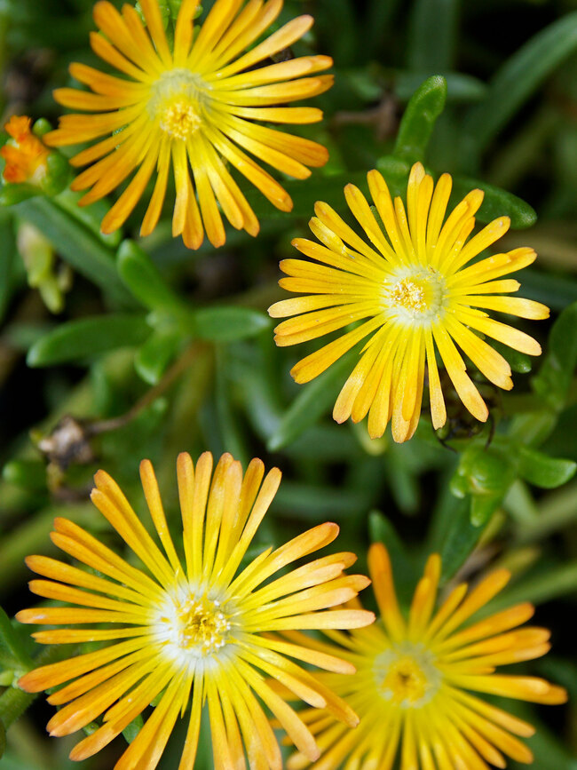 Delosperma Solstice Yellow | Bluestone Perennials
