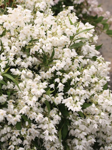 Product Viewer - Deutzia Yuki Snowflake