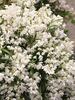 Deutzia Yuki Snowflake® | Bluestone Perennials
