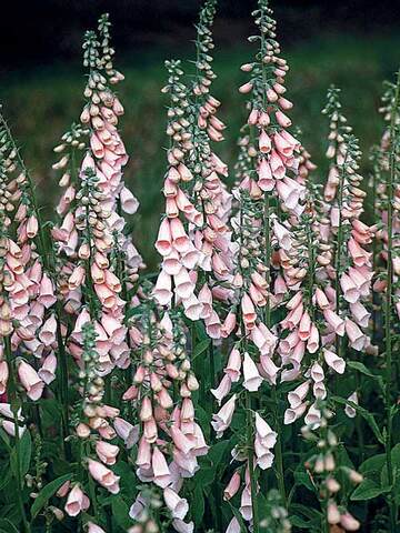Digitalis Apricot Beauty | Bluestone Perennials