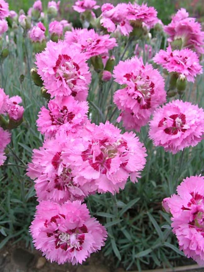 Dianthus Agatha | Bluestone Perennials