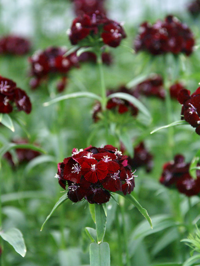 Dianthus Sweet Black Cherry | Bluestone Perennials