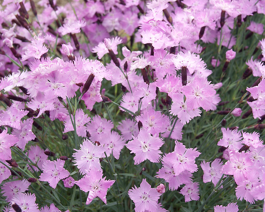 Dianthus Bath's Pink | Bluestone Perennials