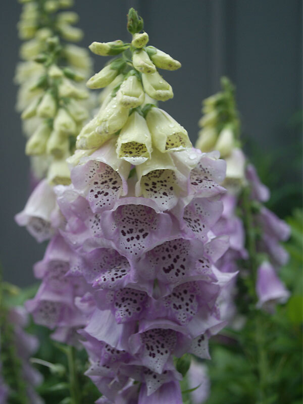 Digitalis Camelot Lavender | Bluestone Perennials