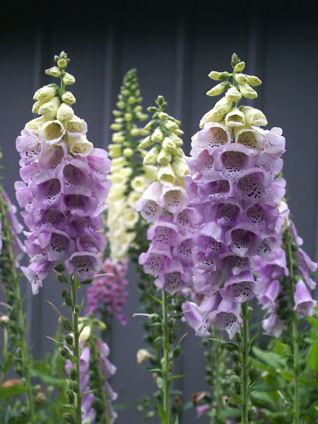 Digitalis Camelot Lavender | Bluestone Perennials