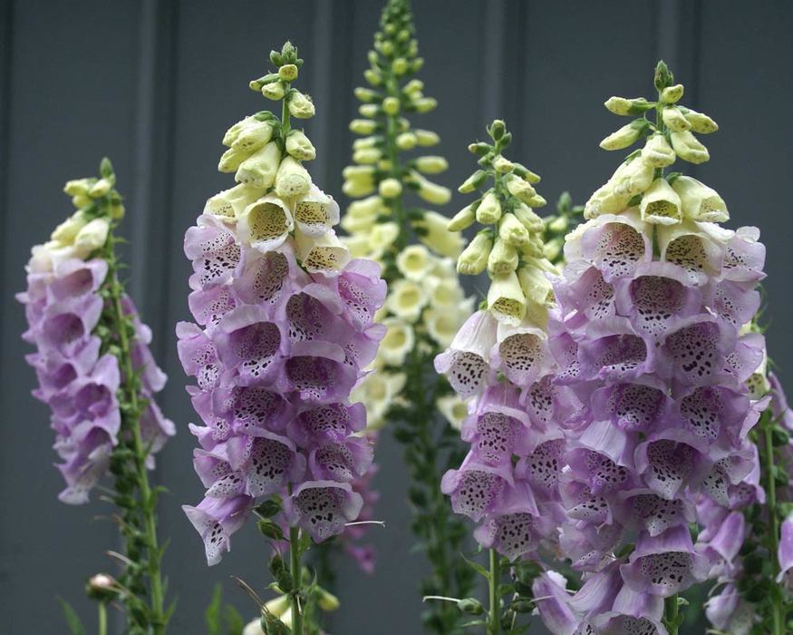 Digitalis Camelot Lavender | Bluestone Perennials