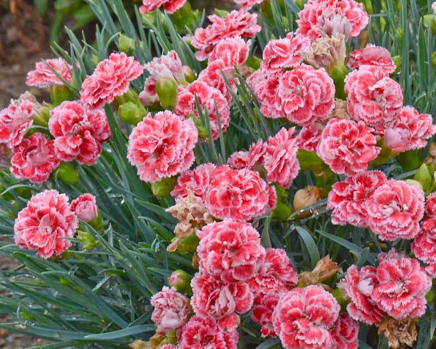 Coral Reef Flowers