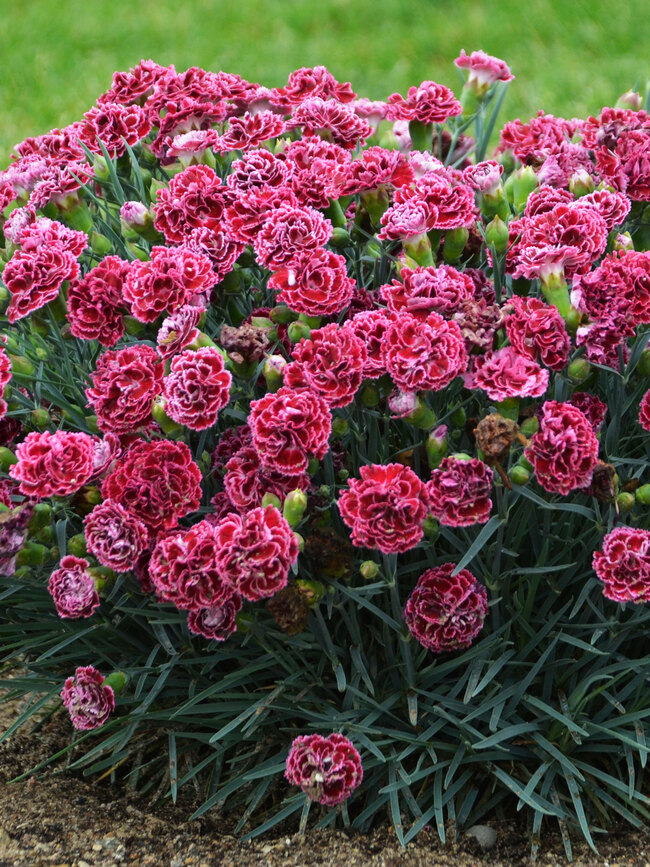 Dianthus Cherry Vanilla | Bluestone Perennials