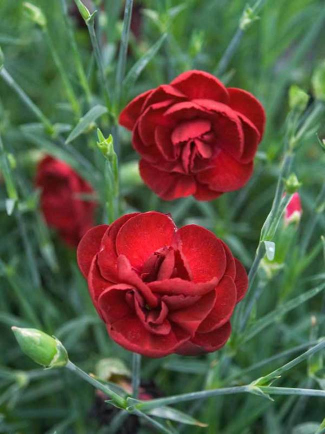 Dianthus Desmond | Bluestone Perennials