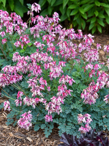 Dicentra Pink Diamonds | Bluestone Perennials