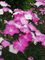 Dianthus First Love -- Bluestone Perennials