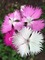 Dianthus First Love -- Bluestone Perennials
