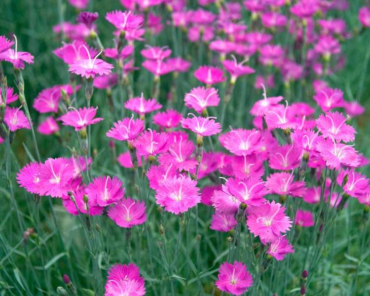 Product Viewer - DIANTHUS FIREWITCH
