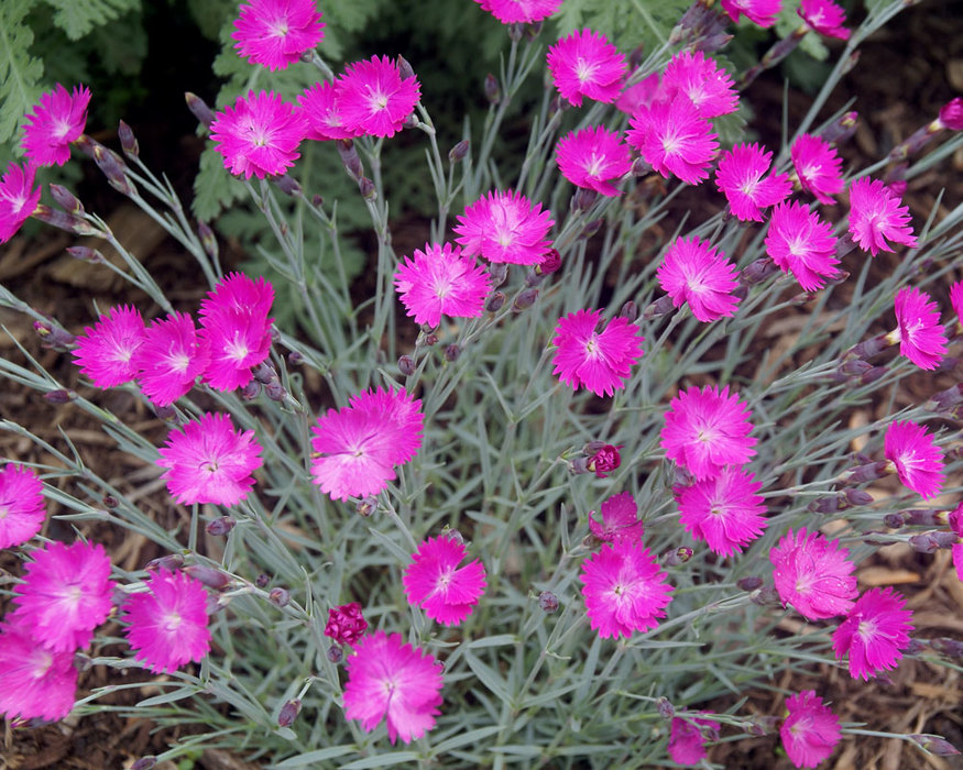 Dianthus Firewitch | Bluestone Perennials