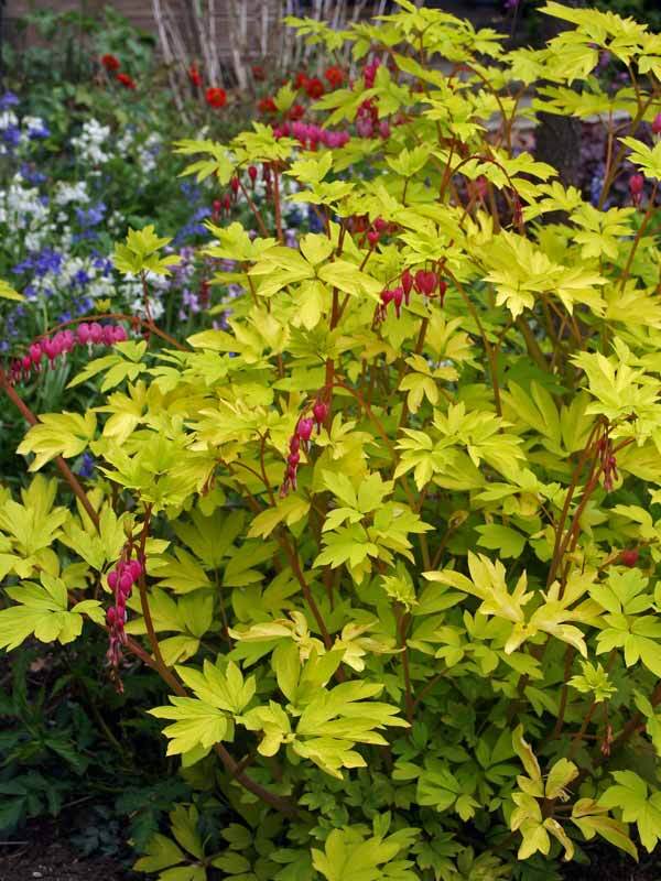 Dicentra Gold Heart | Bluestone Perennials