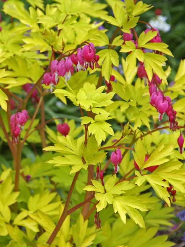 Dicentra Gold Heart | Bluestone Perennials
