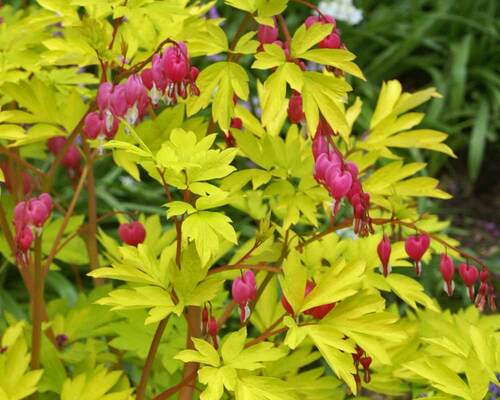 Dicentra Gold Heart | Bluestone Perennials