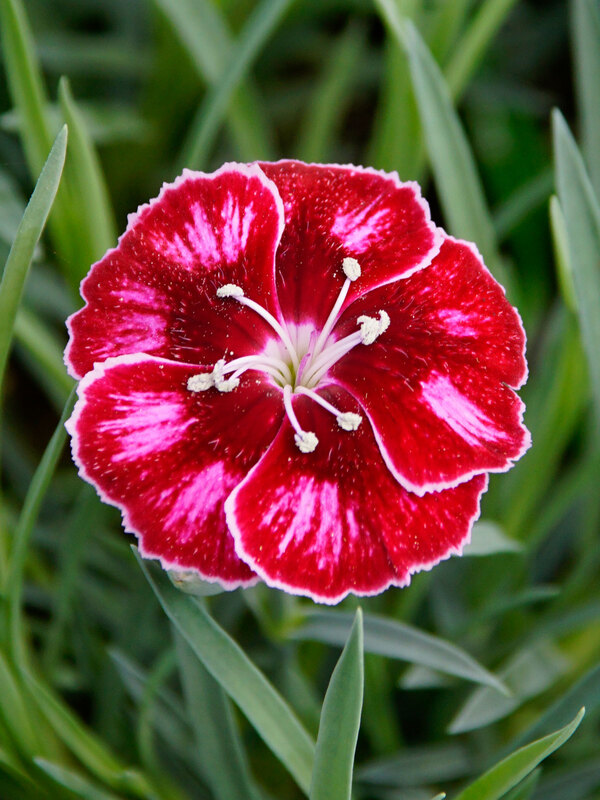 Dianthus Mountain Frost Ruby Glitter | Bluestone Perennials