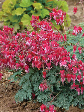 Dicentra Ruby Gold -- Bluestone Perennials