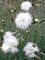 Dianthus Itsaul White -- Bluestone Perennials