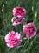Dianthus Jan Louise -- Bluestone Perennials
