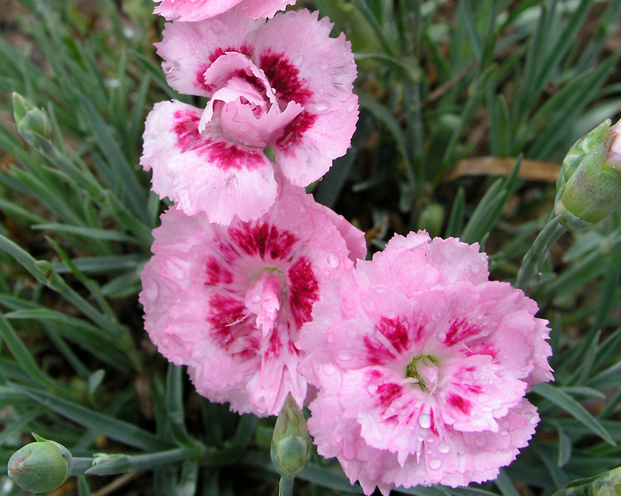 Dianthus Jan Louise | Bluestone Perennials
