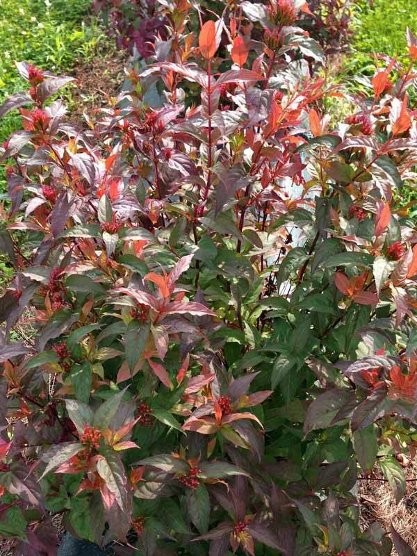 Diervilla Kodiak Red | Bluestone Perennials