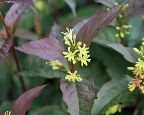 Diervilla Kodiak Red | Bluestone Perennials